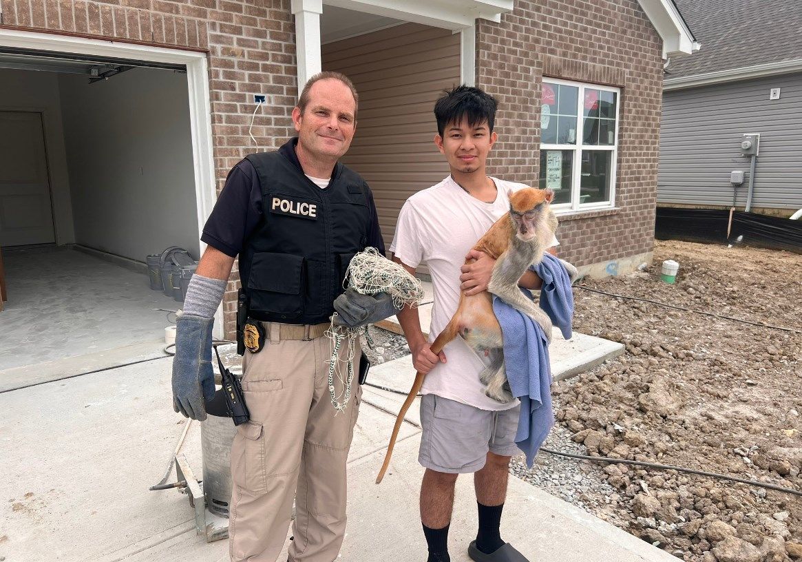 В США нетрезвая обезьяна устроила хаос в городе: полиция сутки не могла поймать животное ...